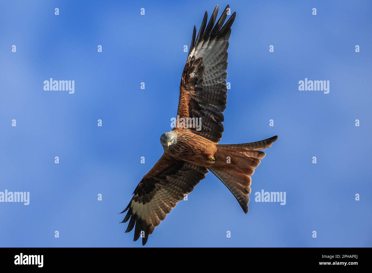Red Kites soar through the sky as they feed at Muddy Boots Cafe ...
