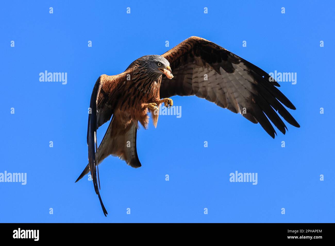 Red Kites soar through the sky as they feed at Muddy Boots Cafe ...