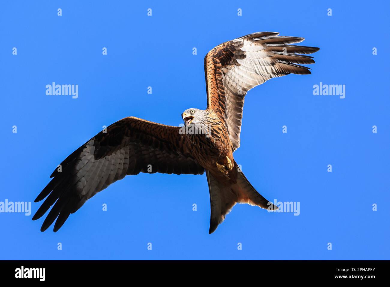 Red Kites soar through the sky as they feed at Muddy Boots Cafe ...