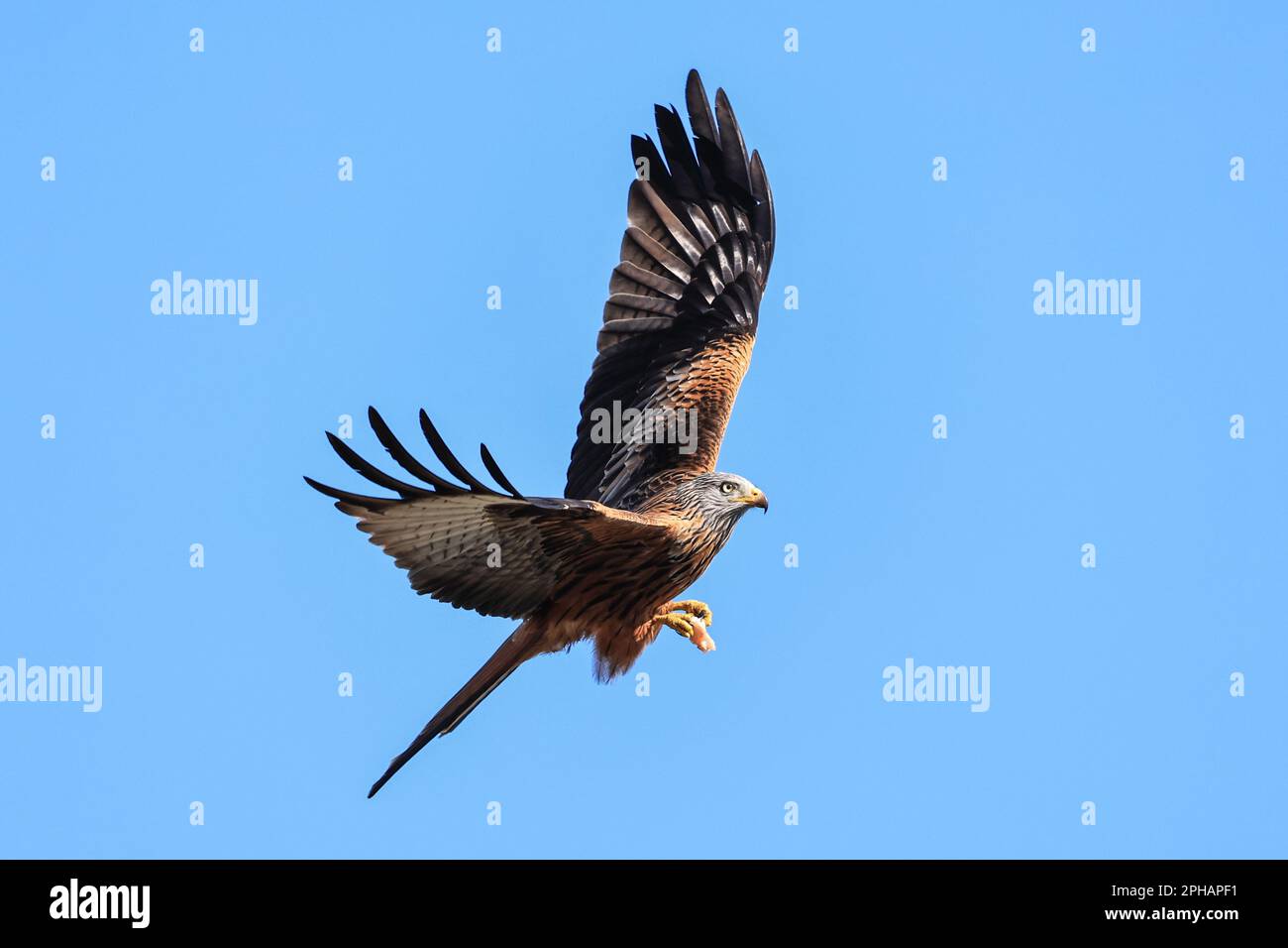 Red Kites soar through the sky as they feed at Muddy Boots Cafe ...