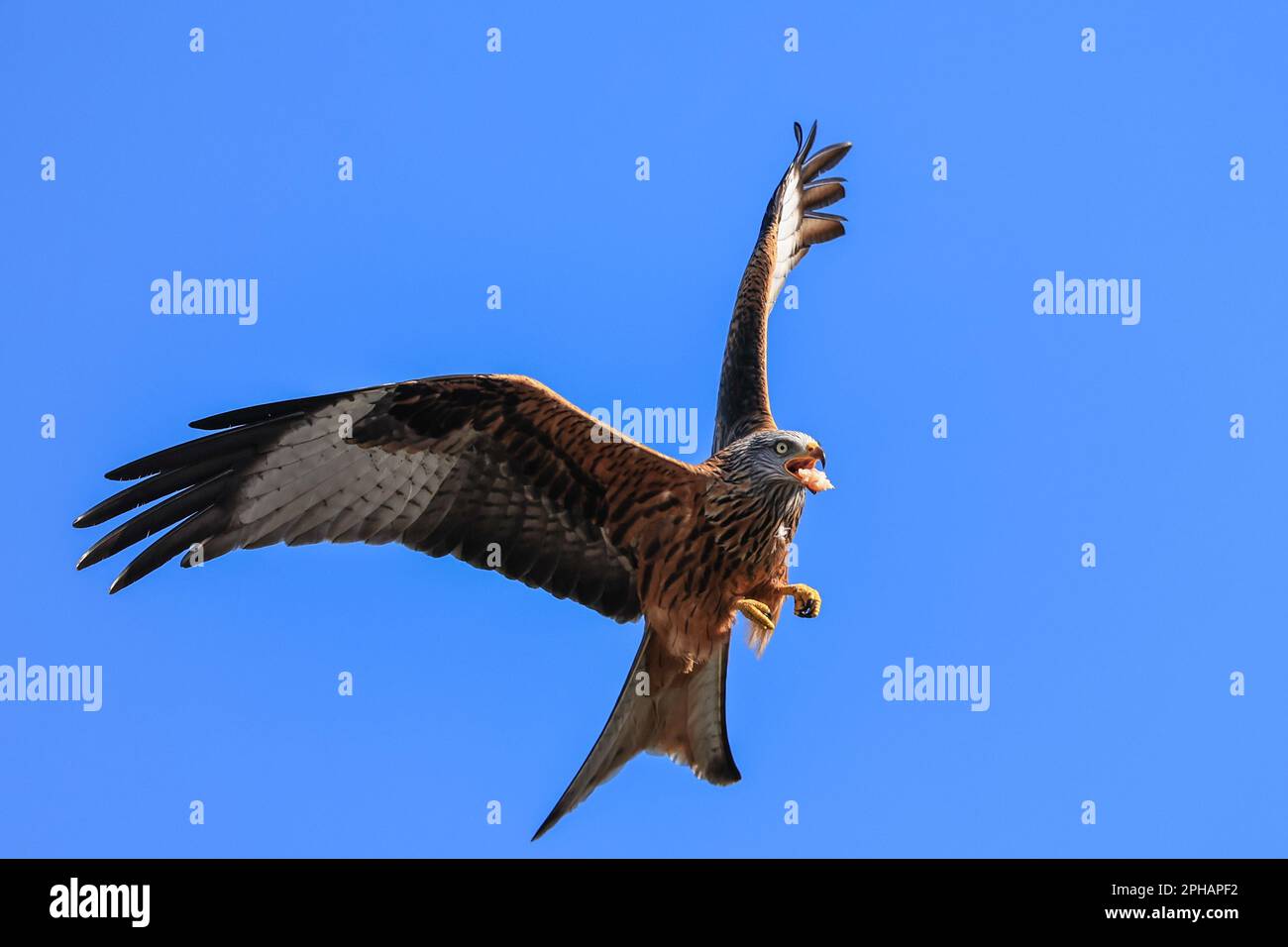 Red Kites soar through the sky as they feed at Muddy Boots Cafe ...