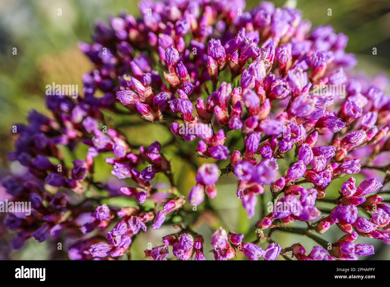 A vibrant close-up shot of a purple flower with multiple small petals ...