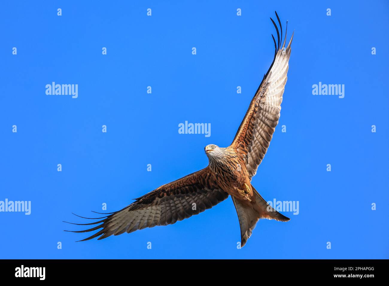 Red Kites soar through the sky as they feed at Muddy Boots Cafe ...