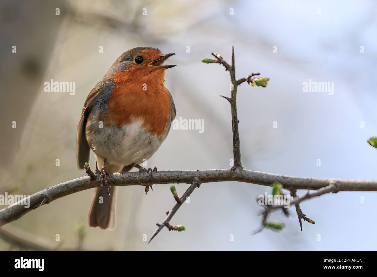 A Robin sings from a Hawthorne branch on a lovely sunny spring morning ...