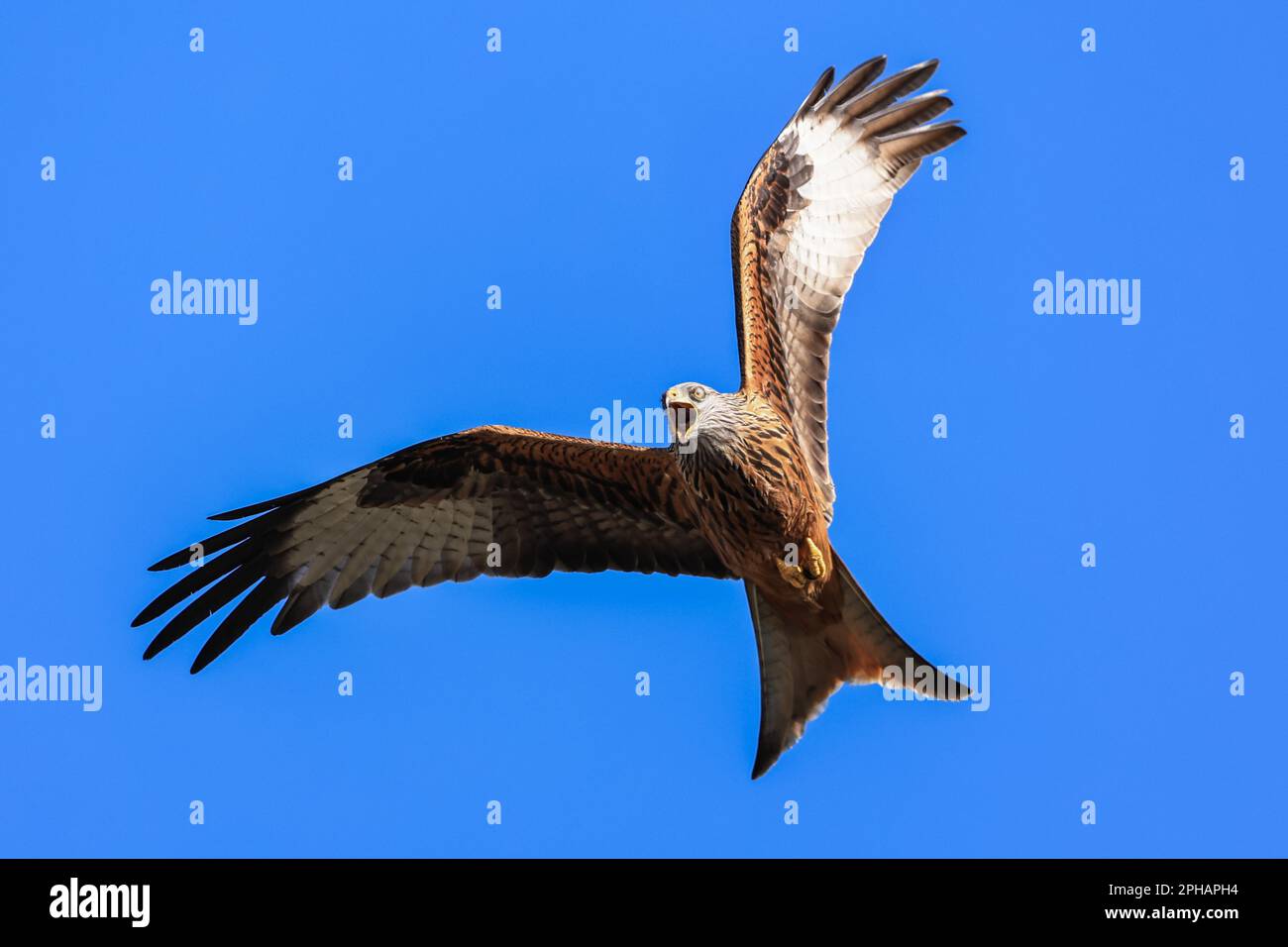 Red Kites soar through the sky as they feed at Muddy Boots Cafe ...
