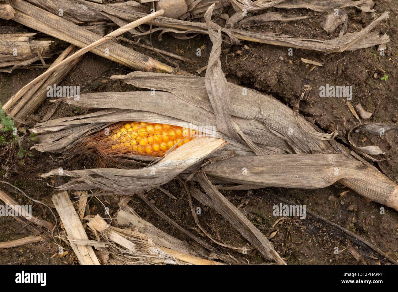 Mais am Boden zerstört,Schädlinge, Missernte und Katastophe und ...