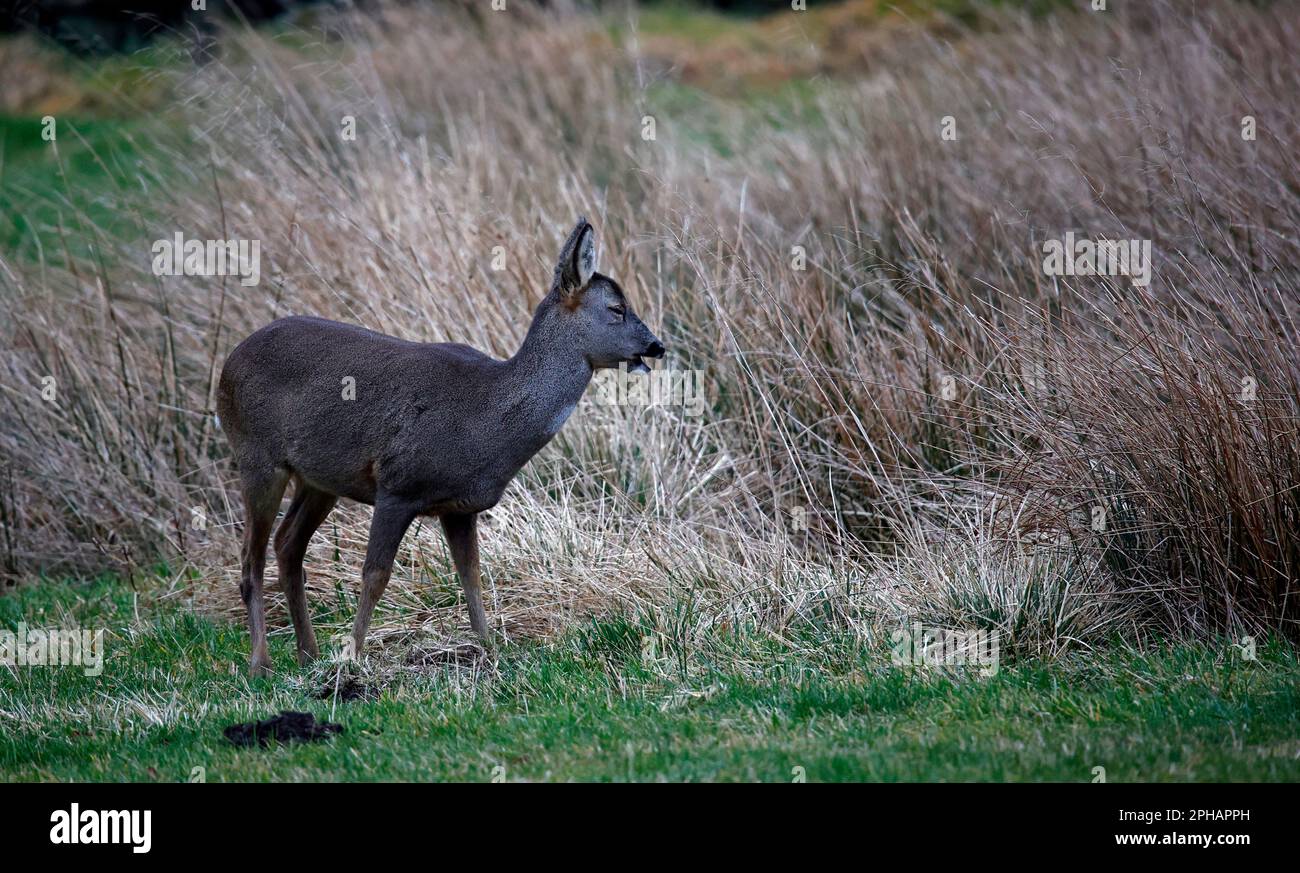 Family of roe deer hi-res stock photography and images - Alamy