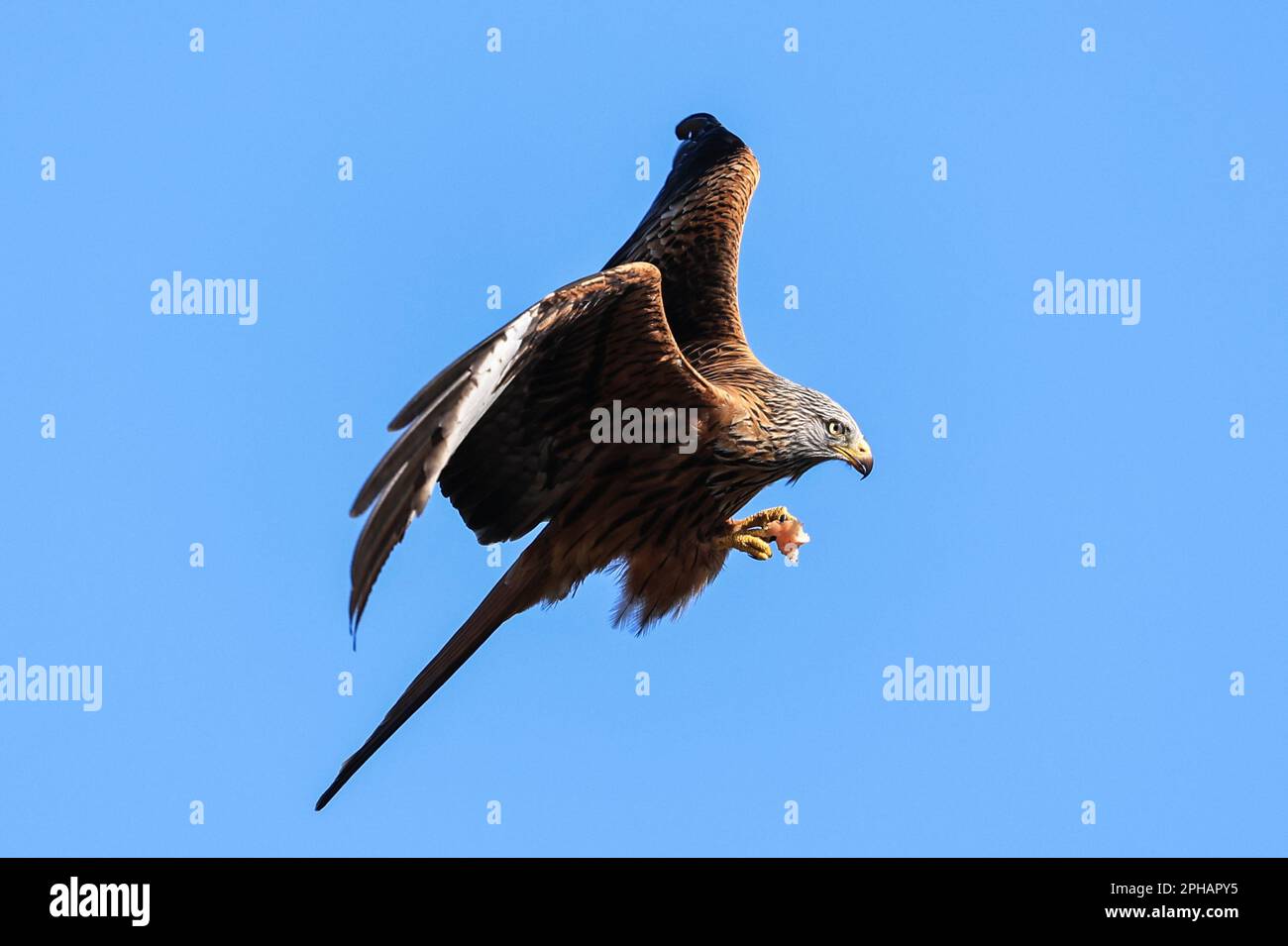 Red Kites soar through the sky as they feed at Muddy Boots Cafe ...