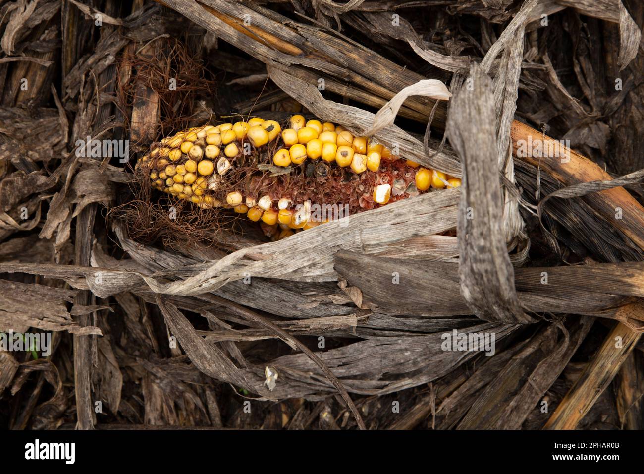 Mais am Boden zerstört,Schädlinge, Missernte und Katastophe und ...