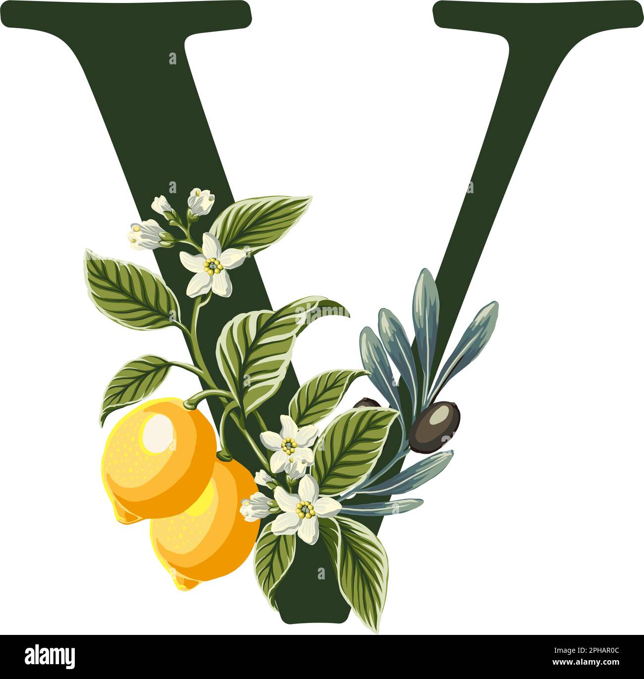 letter V from Alphabet with lemons and olive branches illustration ...