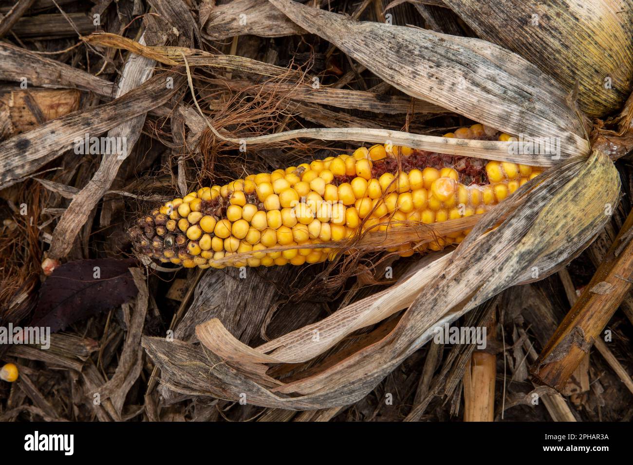 Mais am Boden zerstört,Schädlinge, Missernte und Katastophe und ...