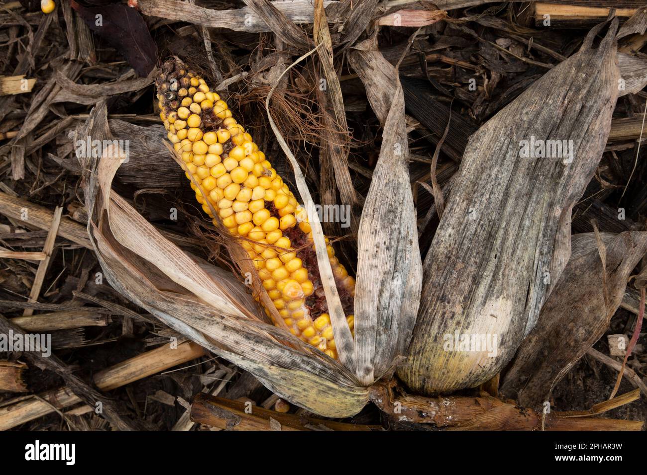 Mais am Boden zerstört,Schädlinge, Missernte und Katastophe und ...
