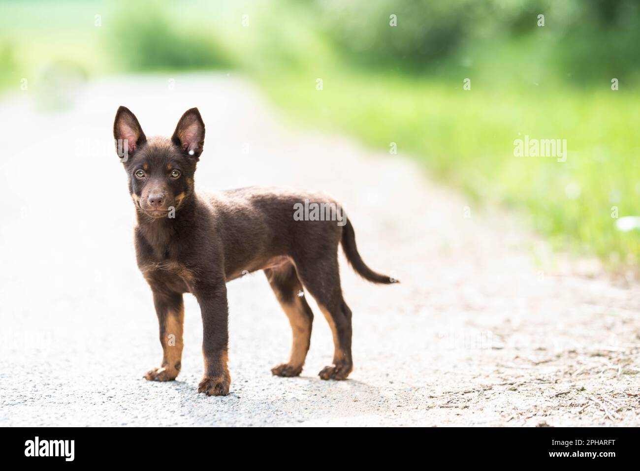 brown australian kelpie puppy standing at attention in a show stance on ...