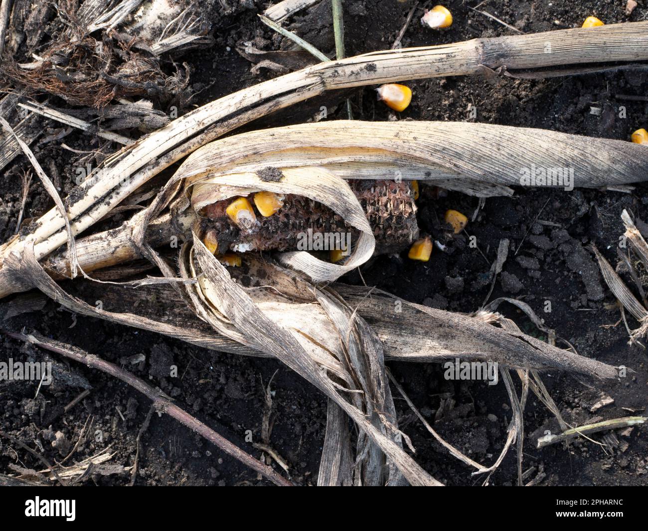 Mais am Boden zerstört,Schädlinge, Missernte und Katastophe und ...