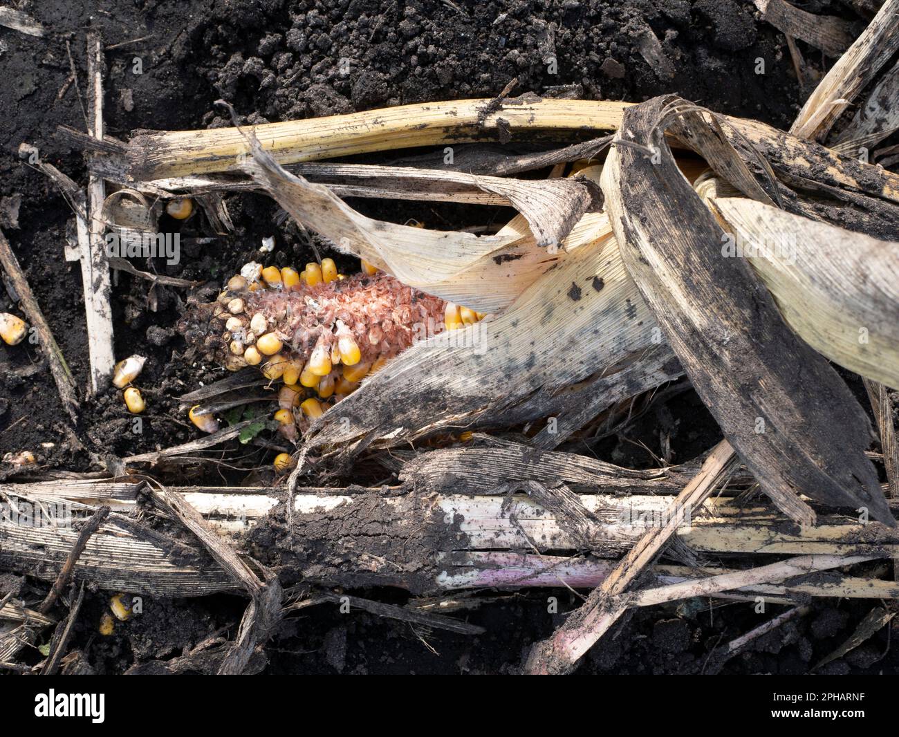 Mais am Boden zerstört,Schädlinge, Missernte und Katastophe und ...