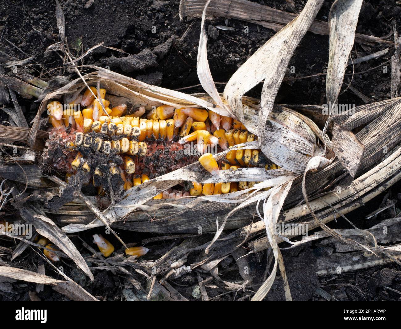 Mais am Boden zerstört,Schädlinge, Missernte und Katastophe und ...