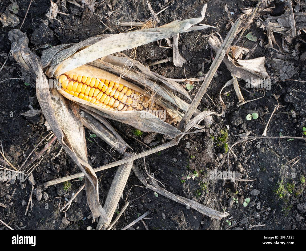 Mais am Boden zerstört,Schädlinge, Missernte und Katastophe und ...