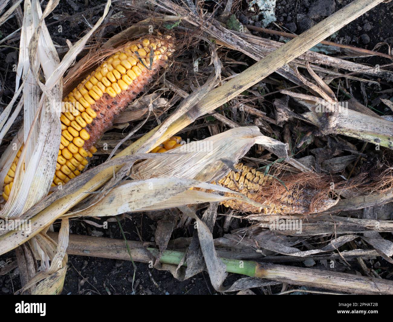 Mais am Boden zerstört,Schädlinge, Missernte und Katastophe und ...