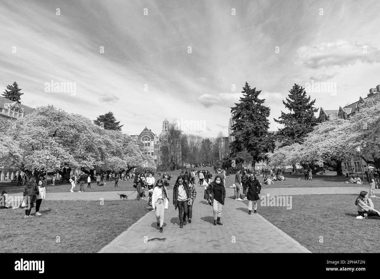 Seattle, Washington USA - April 02, 2021: spring sakura blooming in ...