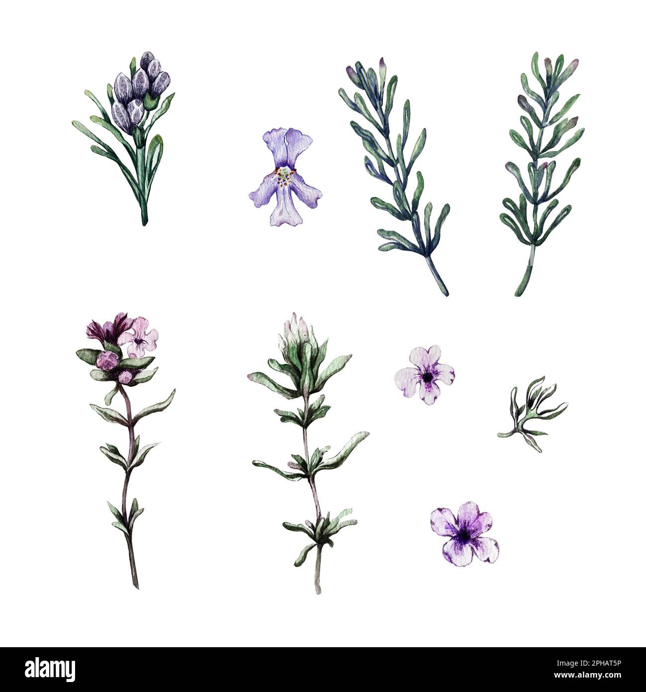 Garden rosemary hand Cut Out Stock Images & Pictures - Alamy