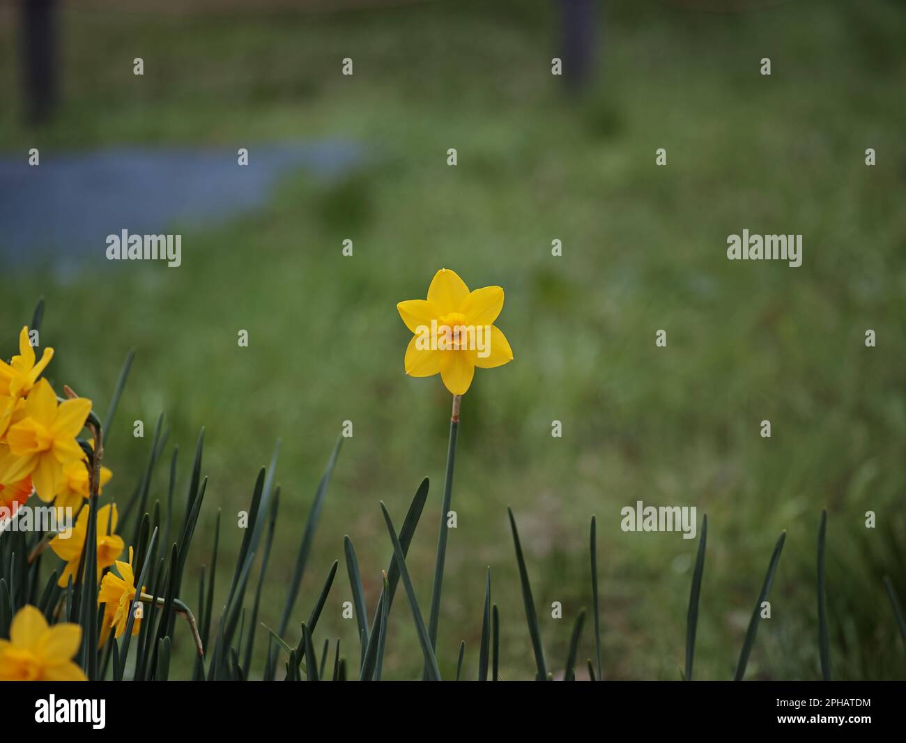A vibrant, sunny shot of a yellow rush-leaf jonquil flower growing in ...
