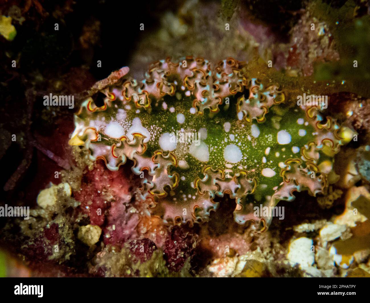 Colorful lettuce sea slug (Elysia crispata) on the reef in the ...