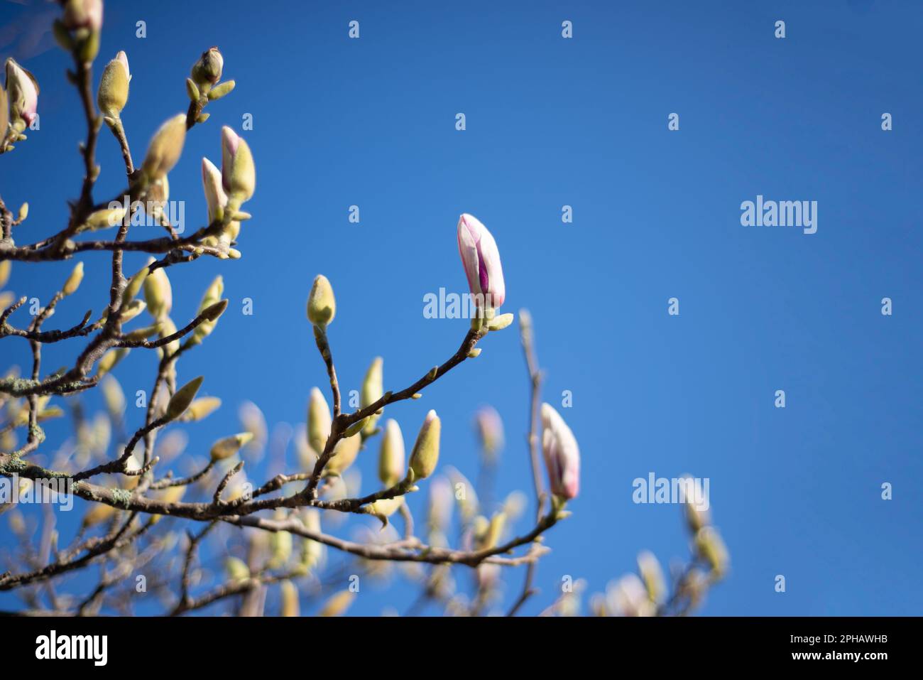 Pink flowers blooming during spring Stock Photo - Alamy