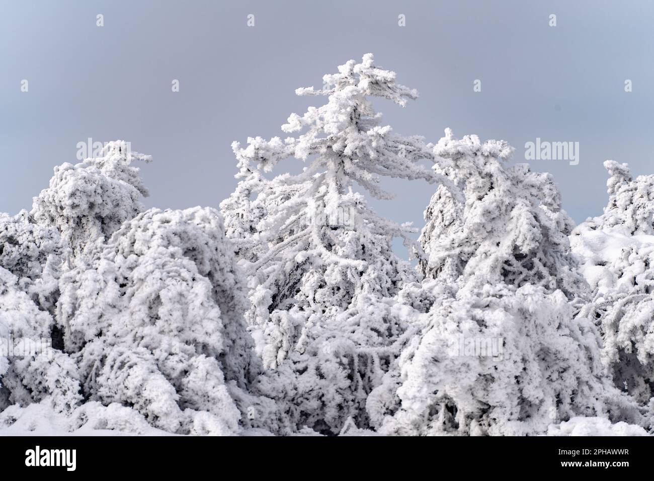 A tranquil winter scene of a mountain range, with tall evergreen trees ...