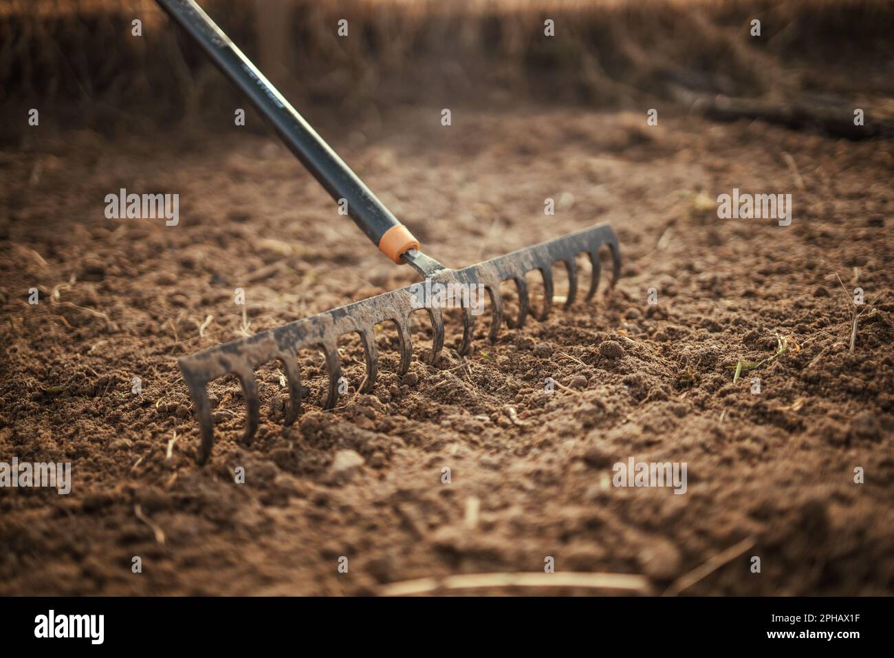 Garden rake. Black metal rake is being pulled through dry soil ready ...