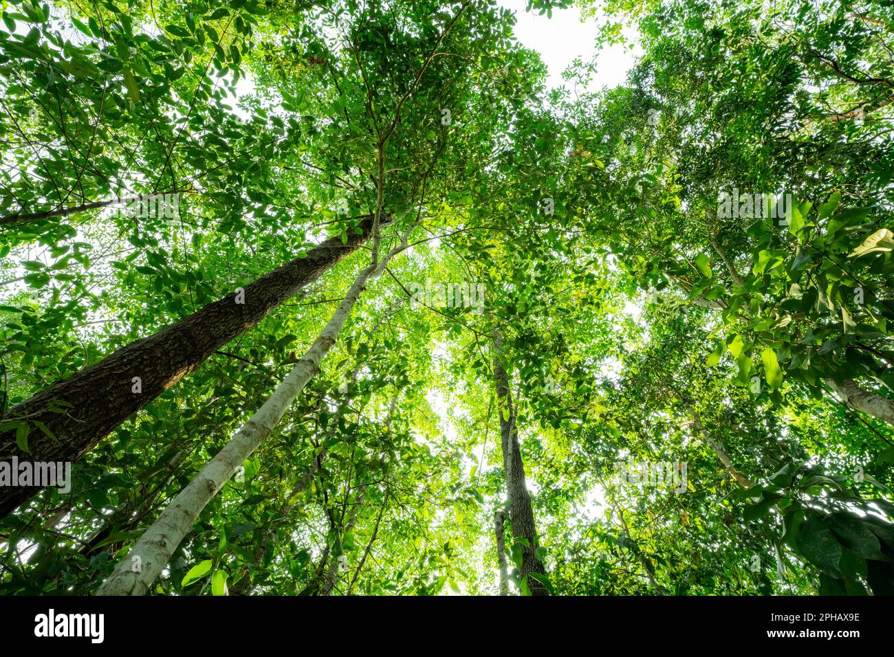 Bottom view of tree trunk to green leaves of trees in tropical forest ...