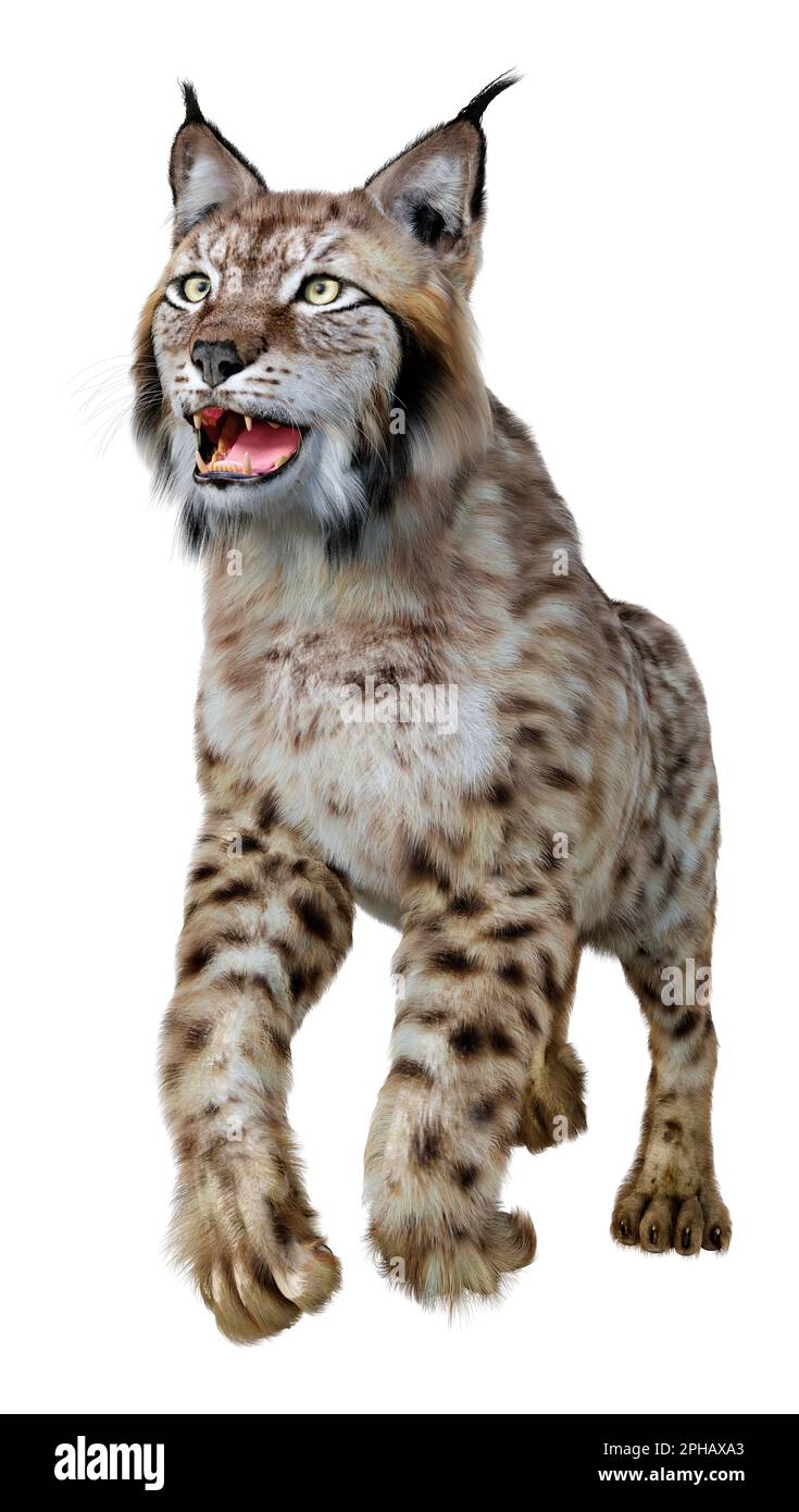 3D rendering of a wild animal lynx isolated on white background Stock ...