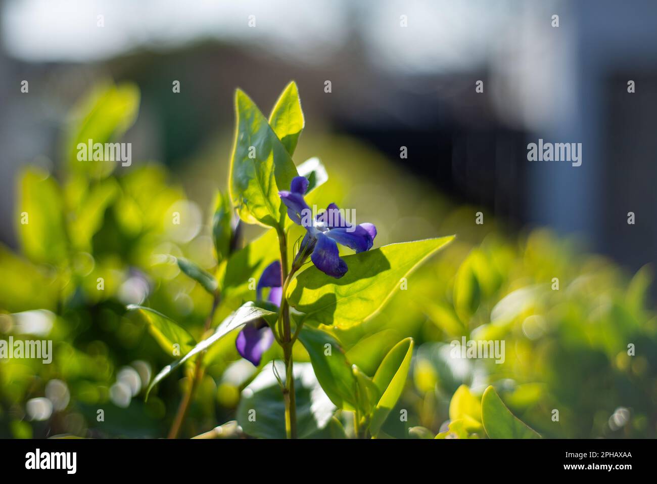 Purple flower blooming during spring Stock Photo - Alamy