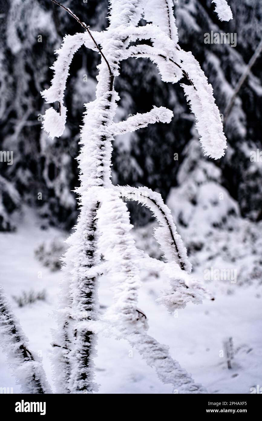 A scenic winter landscape featuring a carpet of pristine snow, coated ...