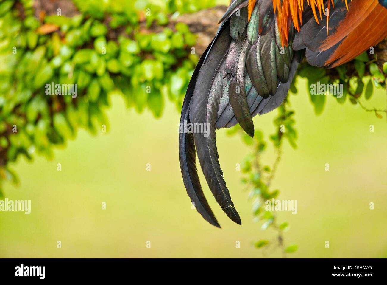 Sickle feather hi-res stock photography and images - Alamy