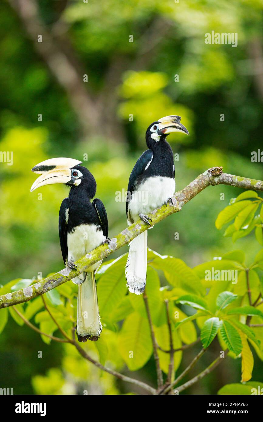A pair of oriental pied hornbill perch together on a park tree during ...