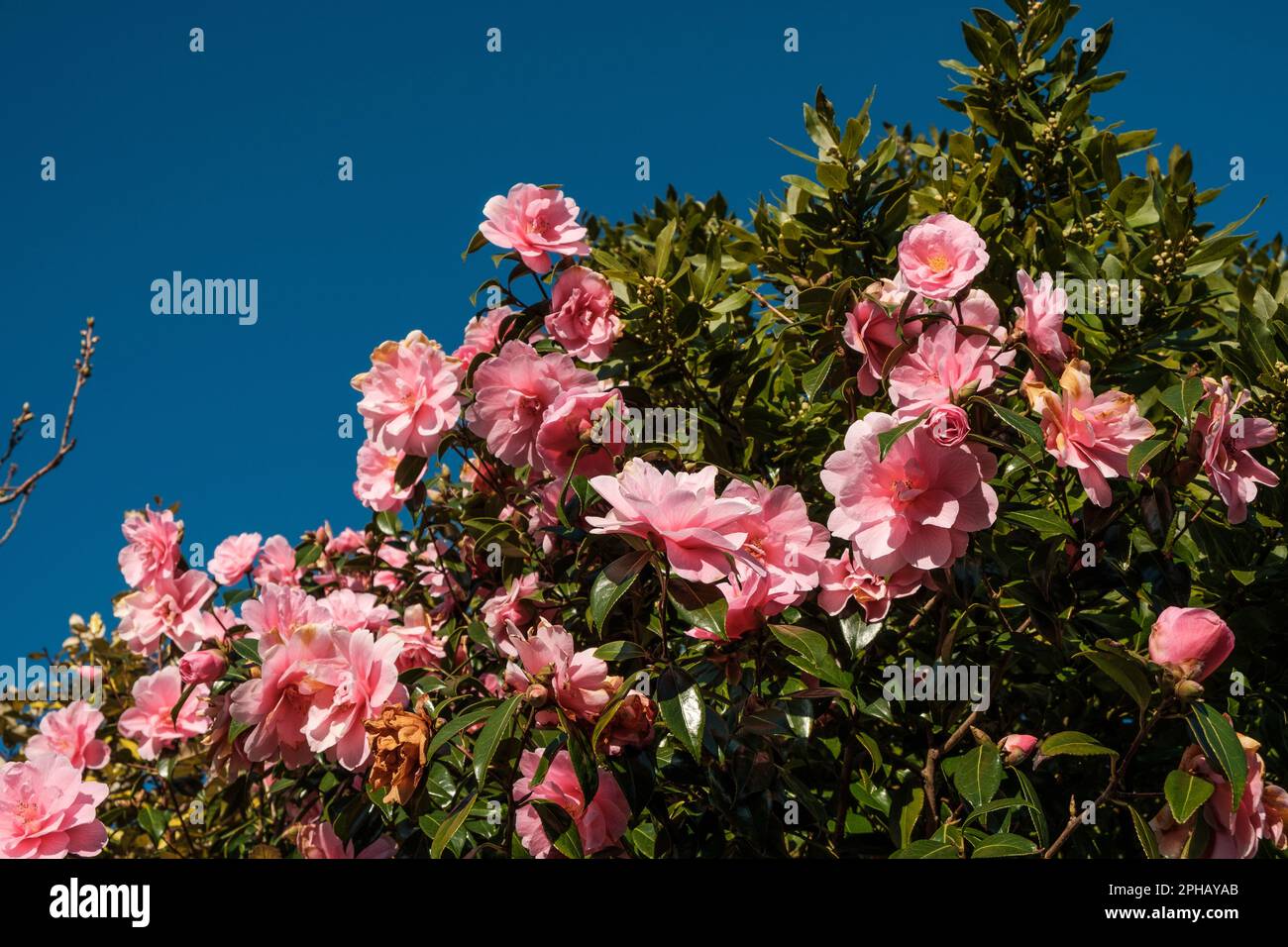 Pink flowers blooming during spring Stock Photo - Alamy