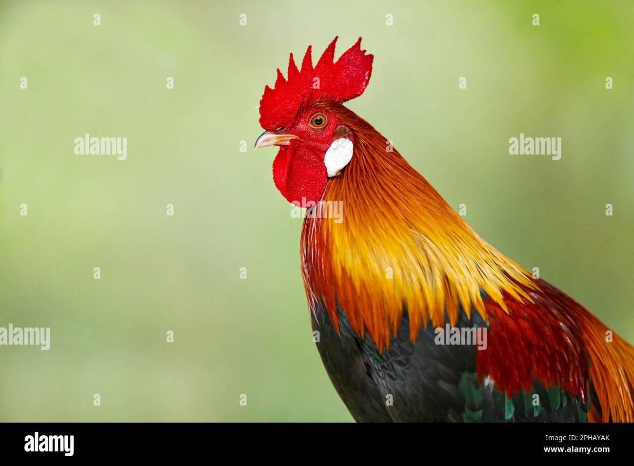 Red junglefowl side profile, Singapore Stock Photo - Alamy