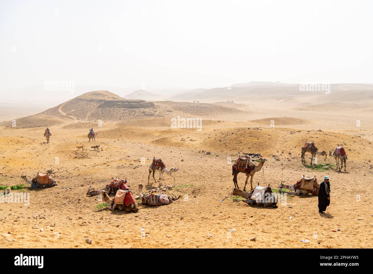 Camels resting in the desert at the Pyramids of Giza complex in Egypt Stock Photo - Alamy