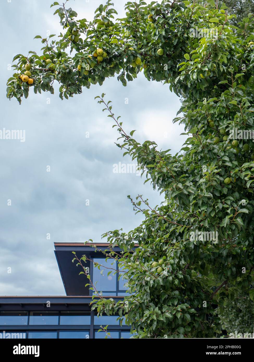 The curved top branch of a pear tree bent down to the land by bunches ...