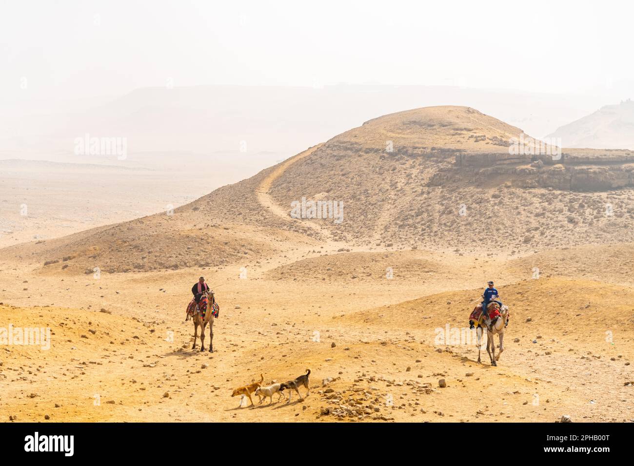 People riding camels across the desert at the Pyramids of Giza complex ...