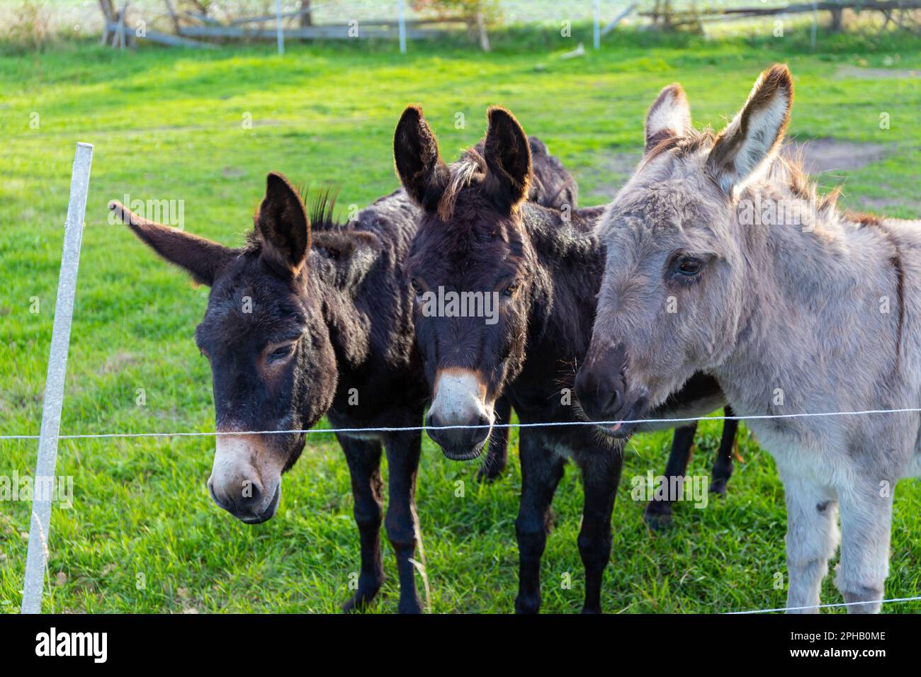 Grey donkey in a small pasture. High quality photo Stock Photo - Alamy