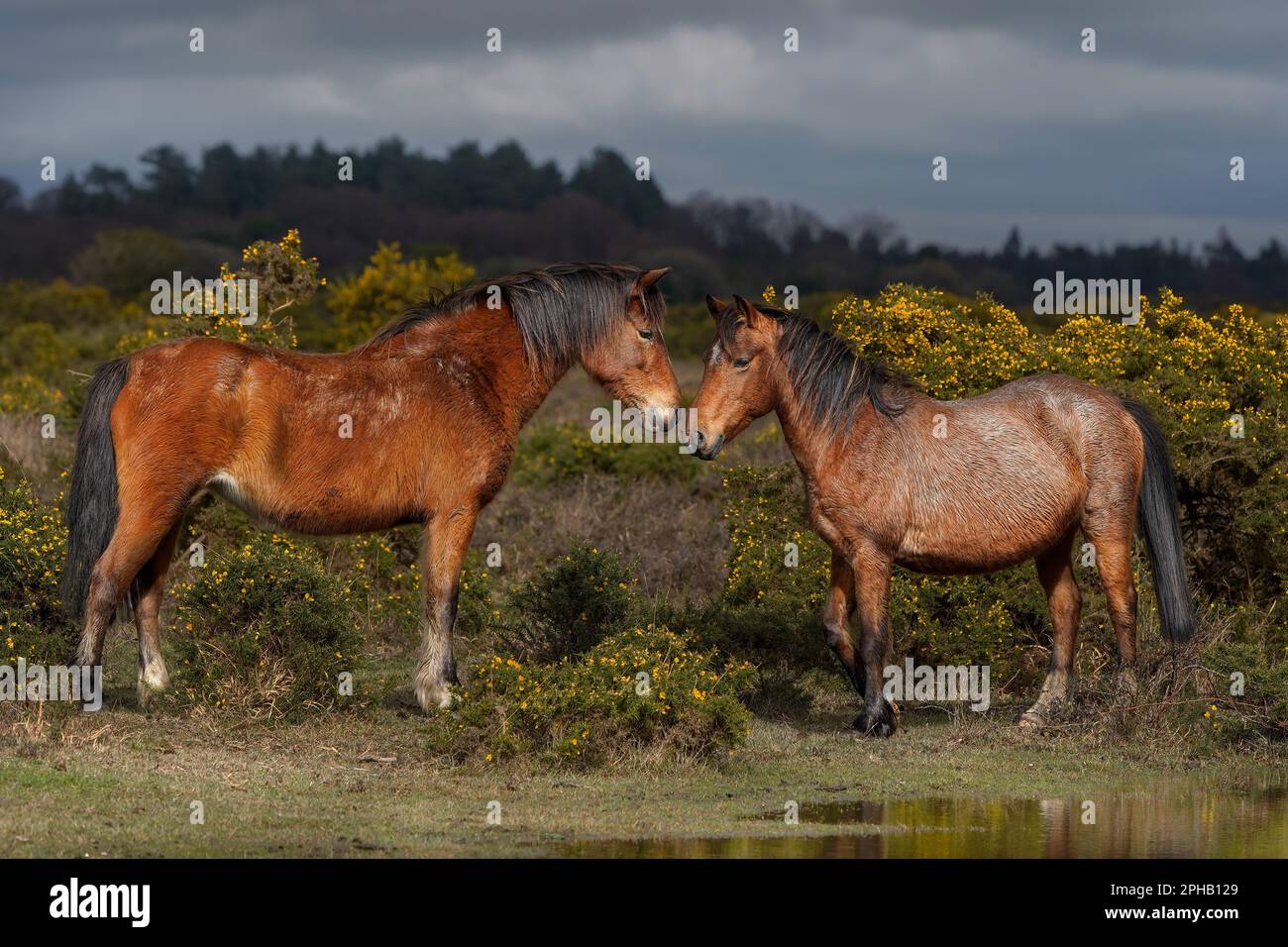 New Forest Ponies roaming freely within the New Forest national park ...