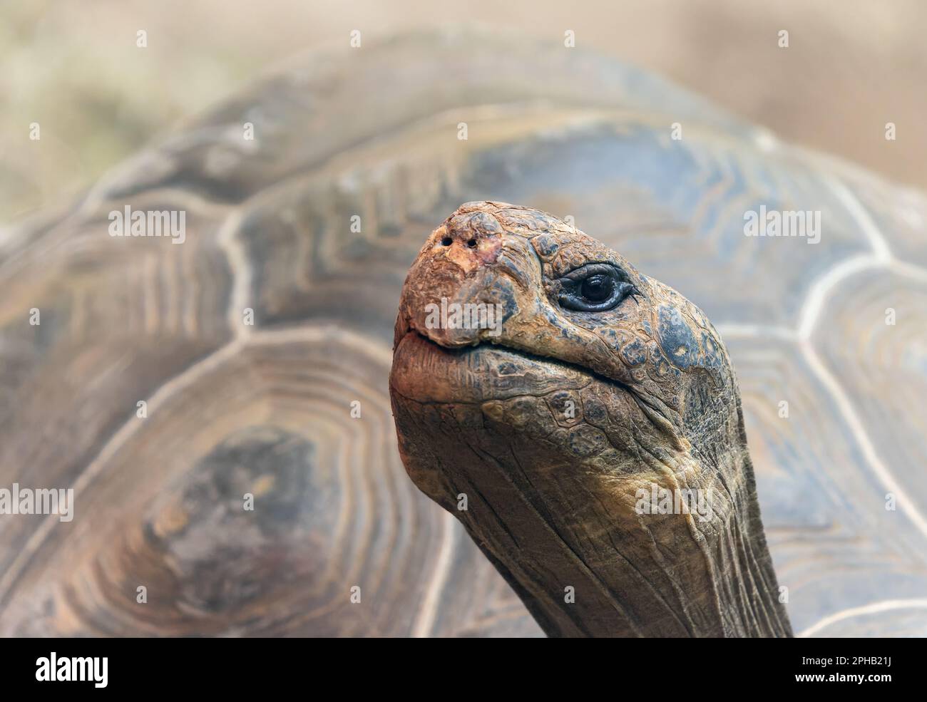 Close-up view of a Galapagos giant tortoise (Chelonoidis niger Stock ...