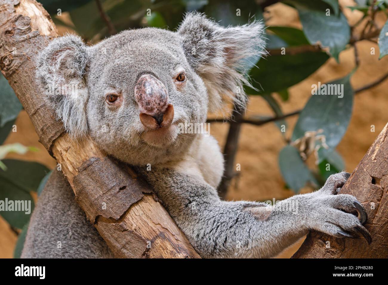 Frontal view of a koala (Phascolarctos cinereus Stock Photo - Alamy