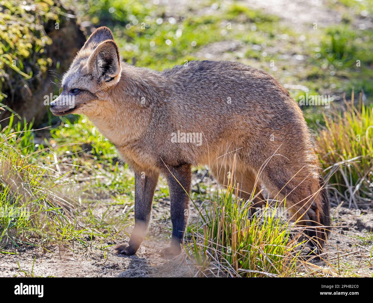 Close up of a Bat-eared fox (Otocyon megalotis Stock Photo - Alamy