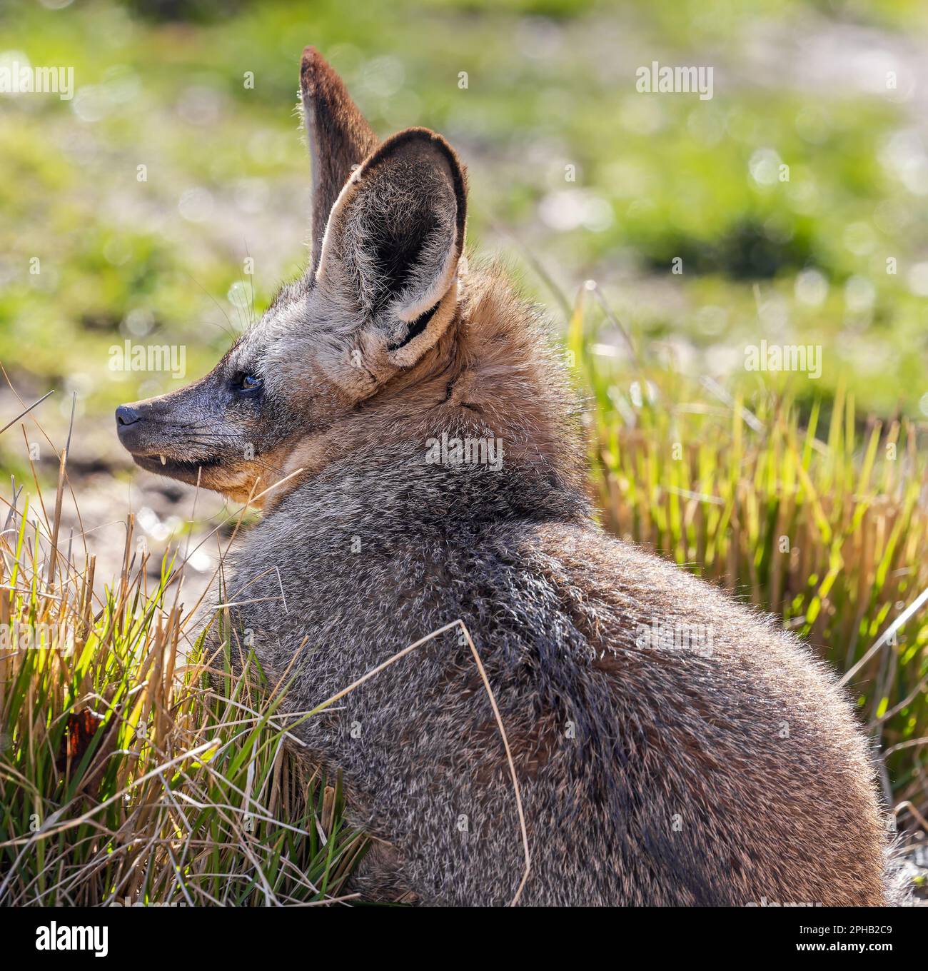 Side Portrait of a Bat-eared fox (Otocyon megalotis Stock Photo - Alamy