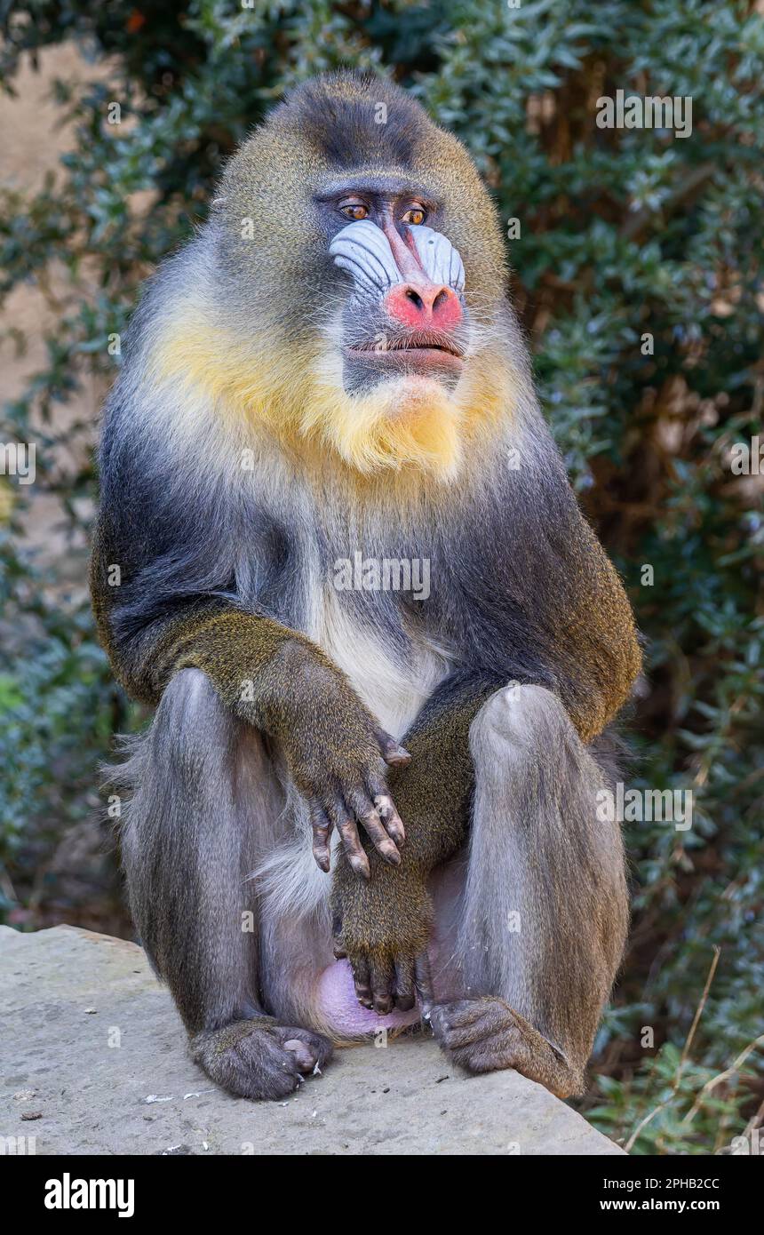 Portrait view of a male Mandrill (Mandrillus sphinx Stock Photo - Alamy