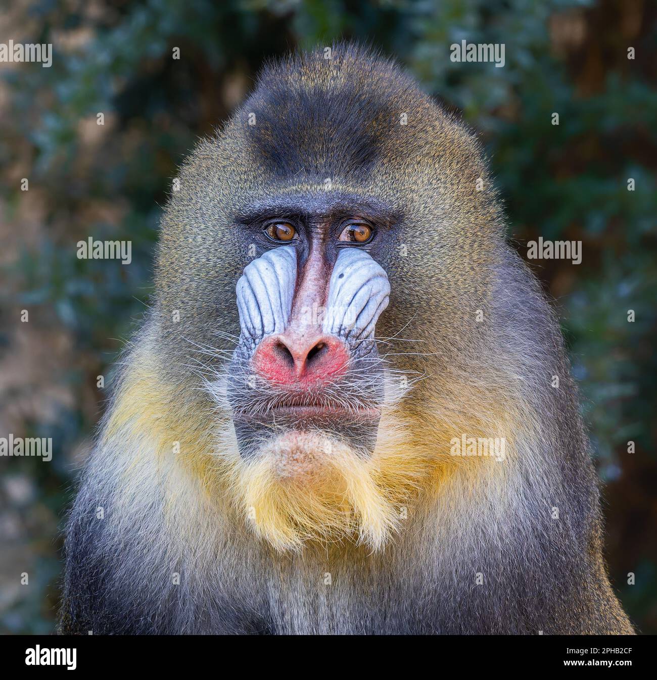 Mandrill portrait congo hi-res stock photography and images - Alamy