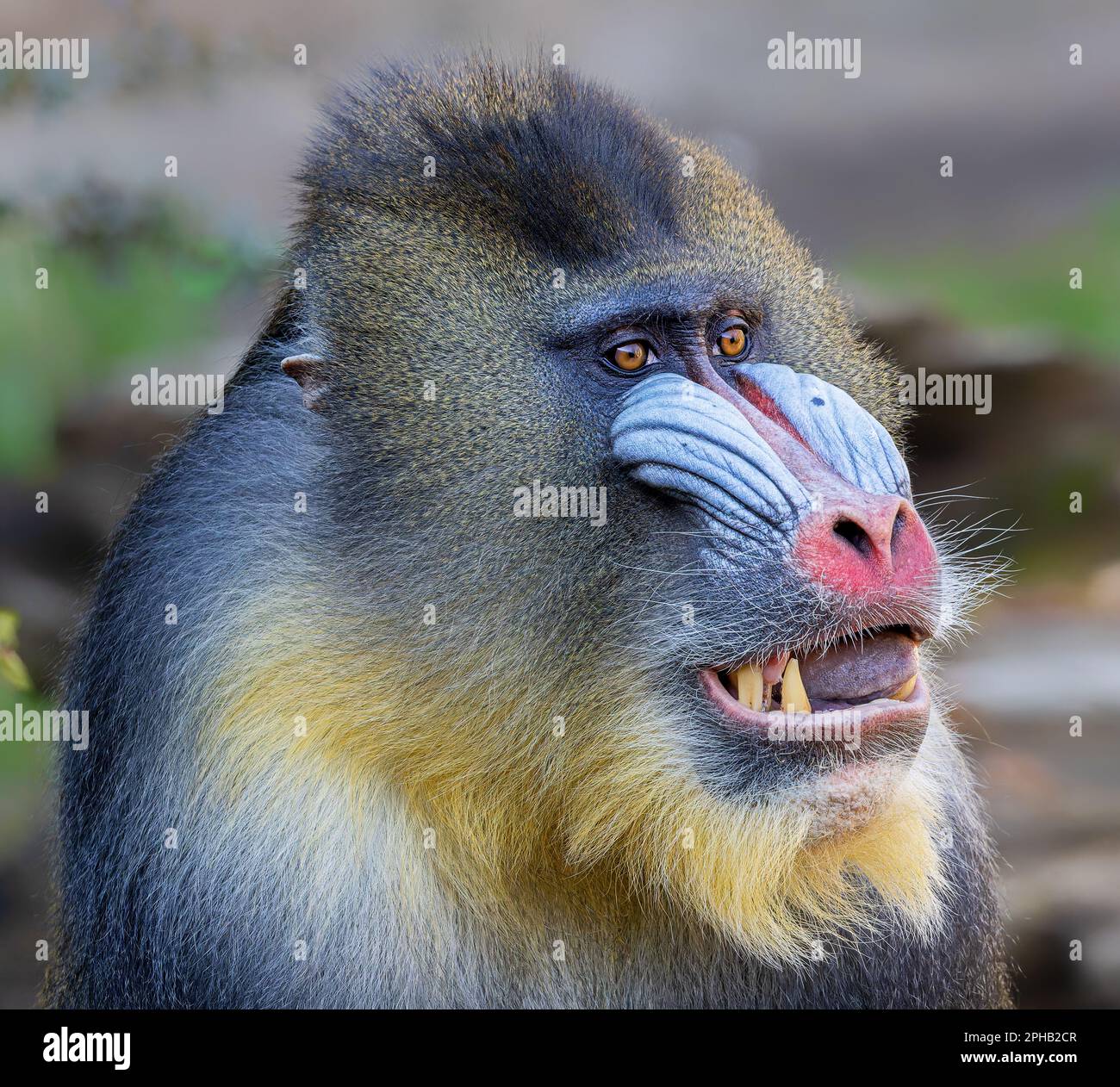 Close-up view of a male Mandrill (Mandrillus sphinx Stock Photo - Alamy