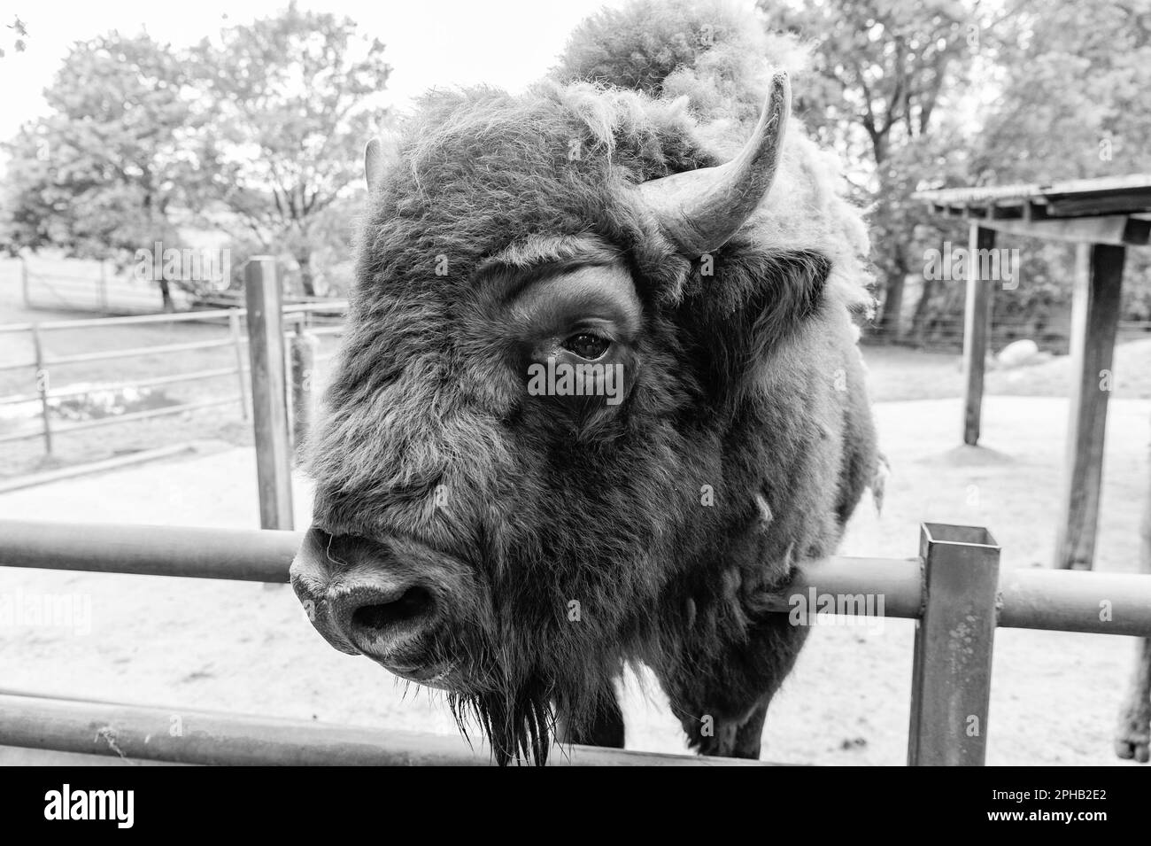 big bison head in animal park outdoor Stock Photo - Alamy